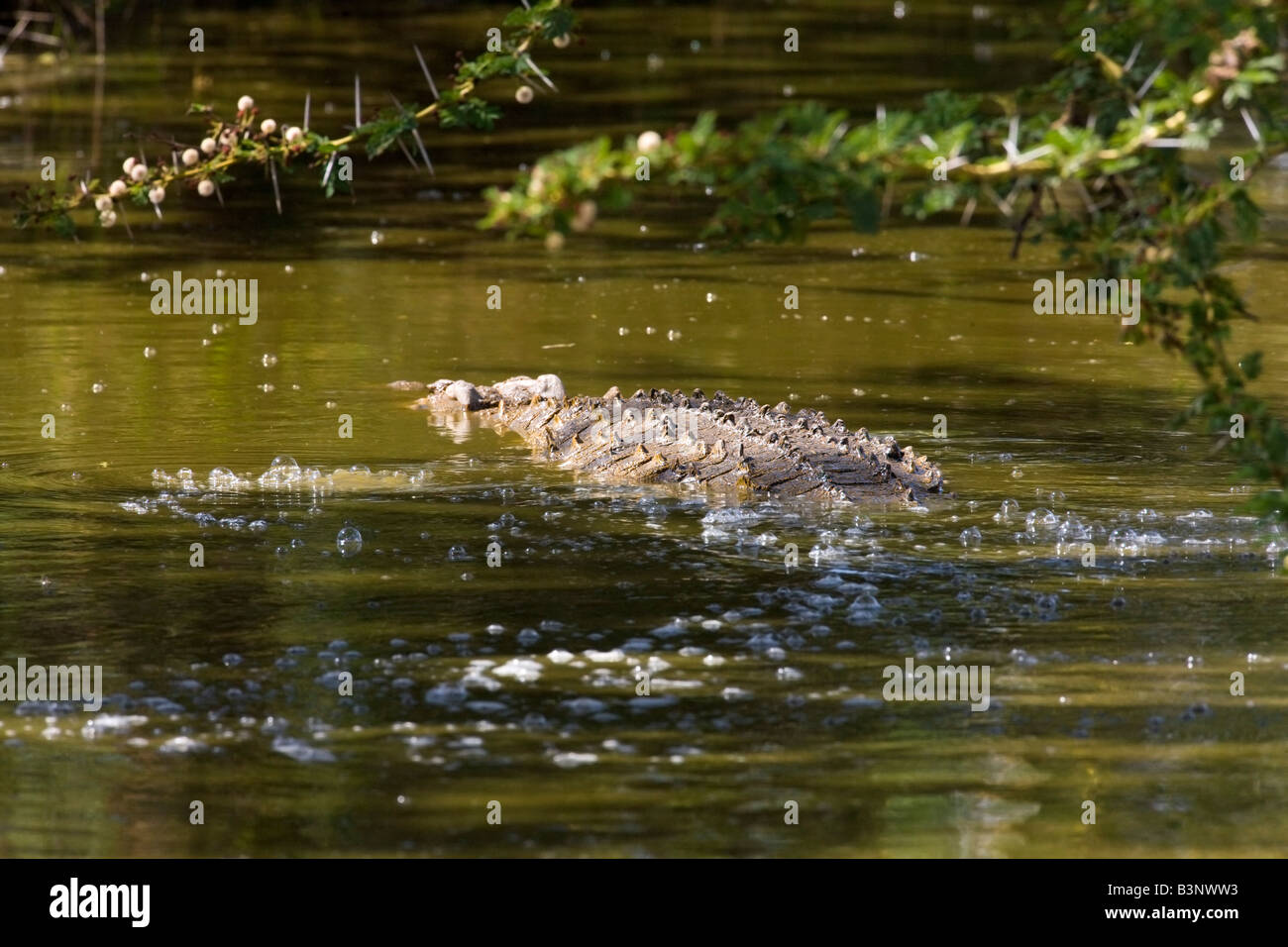 Crocodile evolution hi-res stock photography and images - Alamy