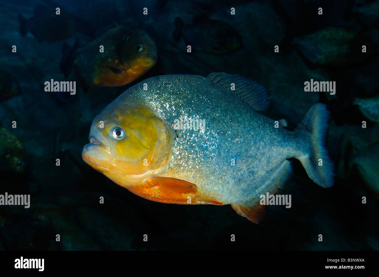 Piranha Attack High Resolution Stock Photography and Images - Alamy