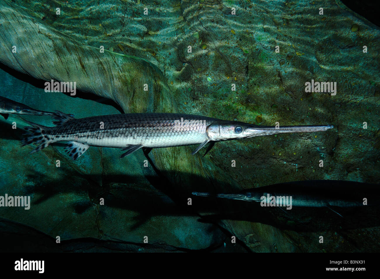 Osseus gar fish hi-res stock photography and images - Alamy
