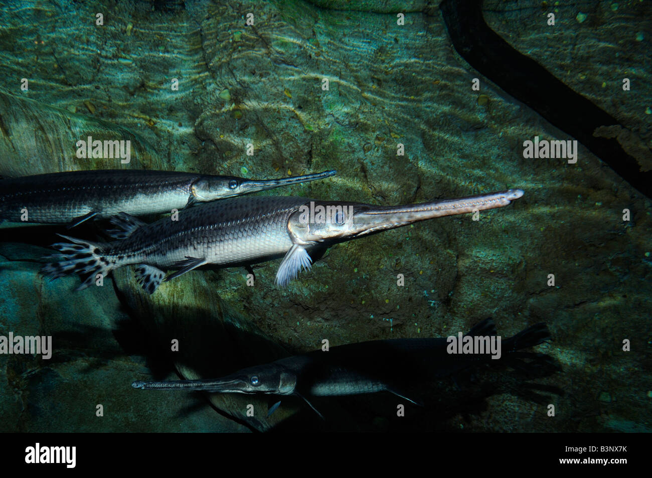 Longnose gar Lepisosteus osseus captive Stock Photo - Alamy