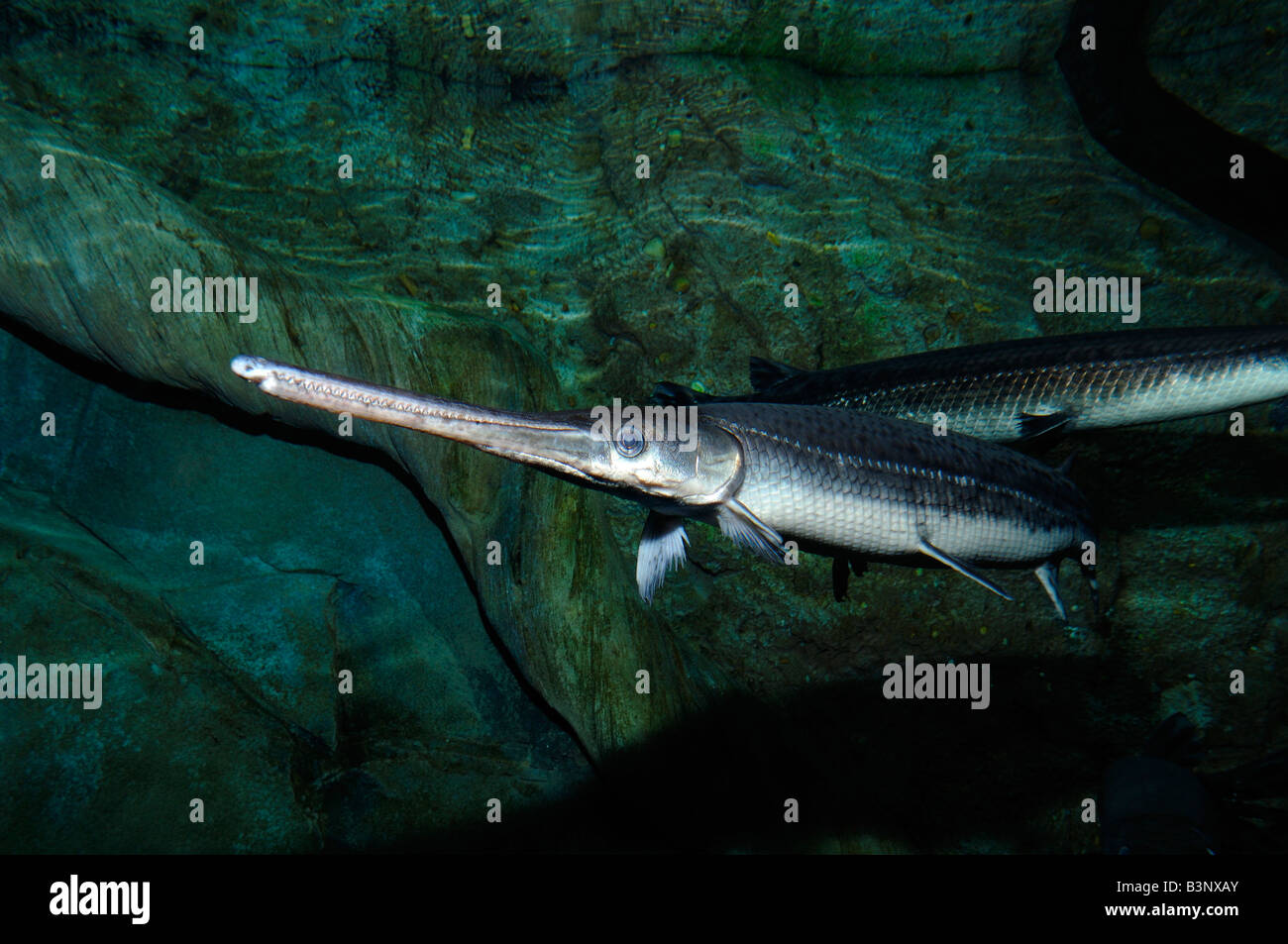 Lepisosteus osseus hi-res stock photography and images - Alamy