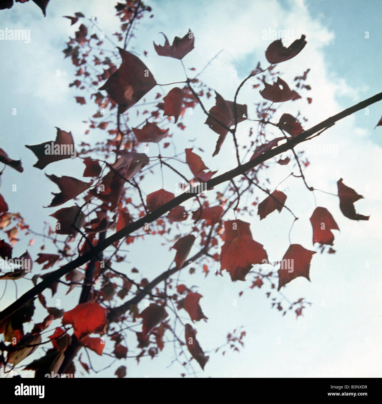Branches October 1972 Stock Photo - Alamy
