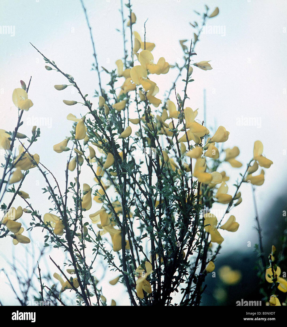 Flowers October 1972 Stock Photo - Alamy