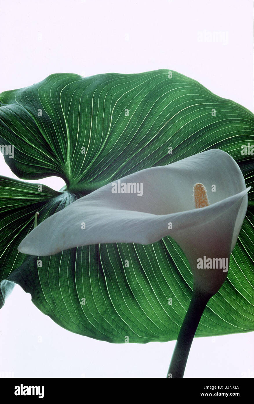 Calla Lily Zantedeschia Aethiopica August 1979 Stock Photo - Alamy