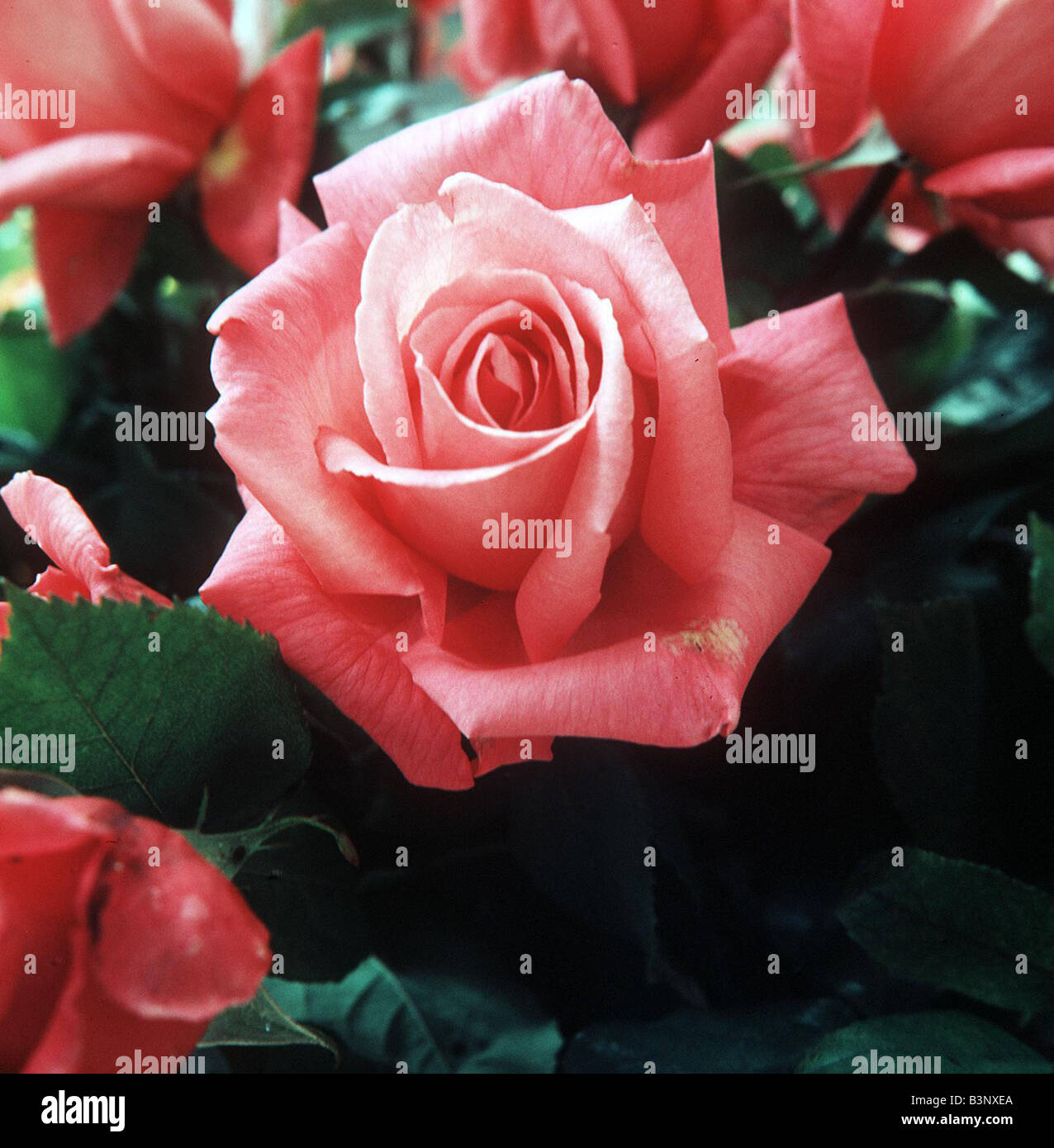 Rose show hi-res stock photography and images - Alamy