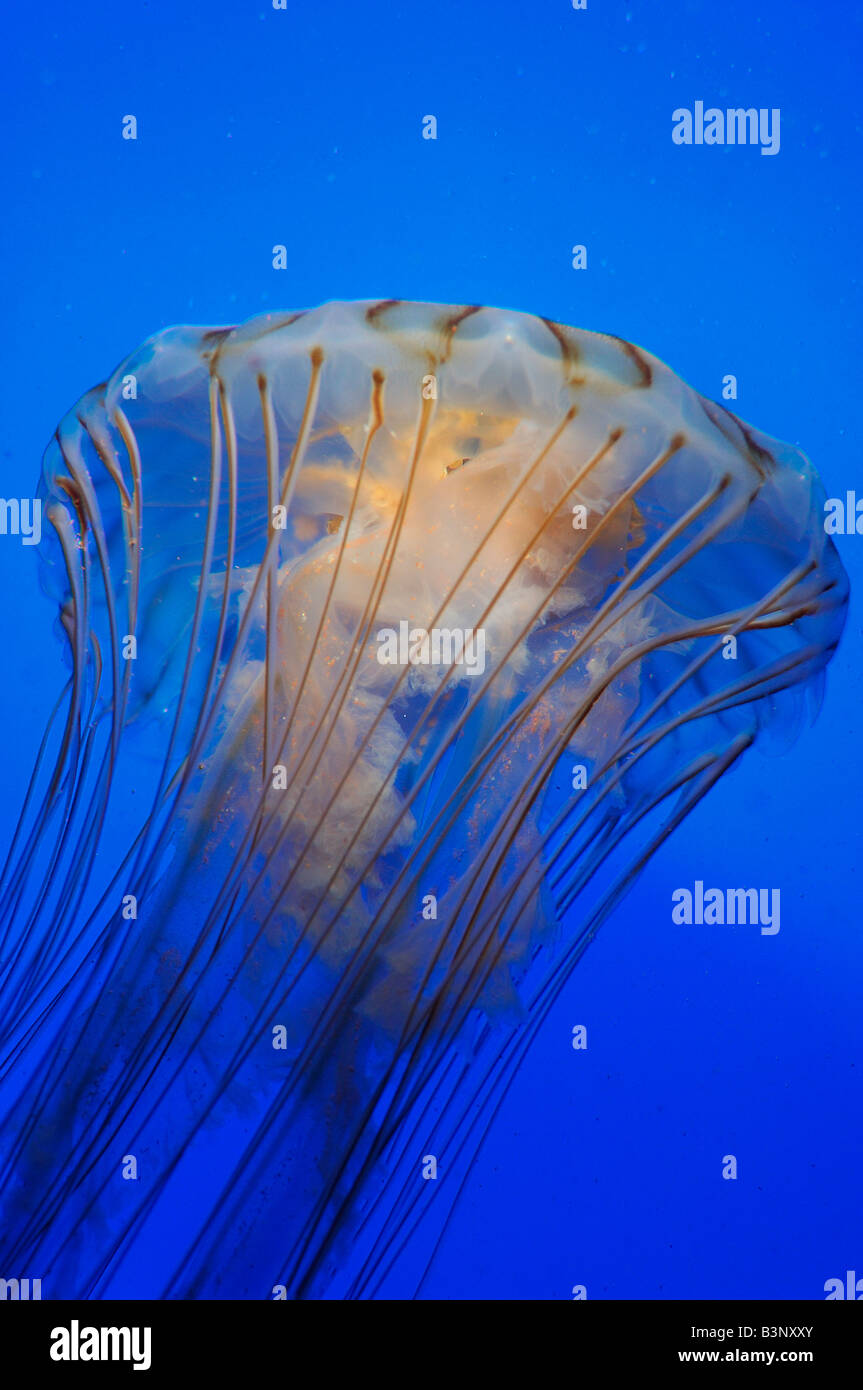 Pacific sea nettle Chrysaora melanaster captive Stock Photo - Alamy