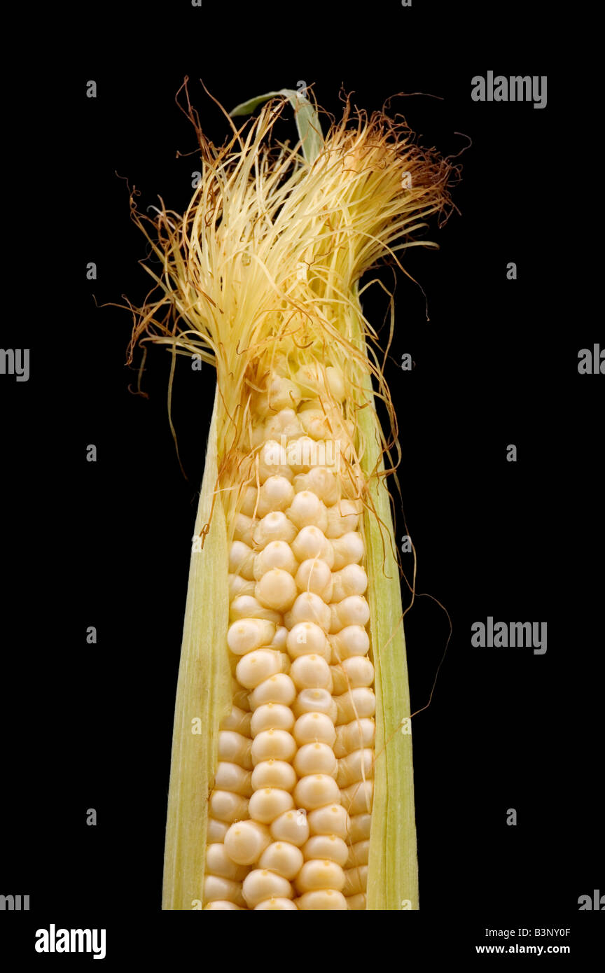 object on black food corn in cob Stock Photo - Alamy