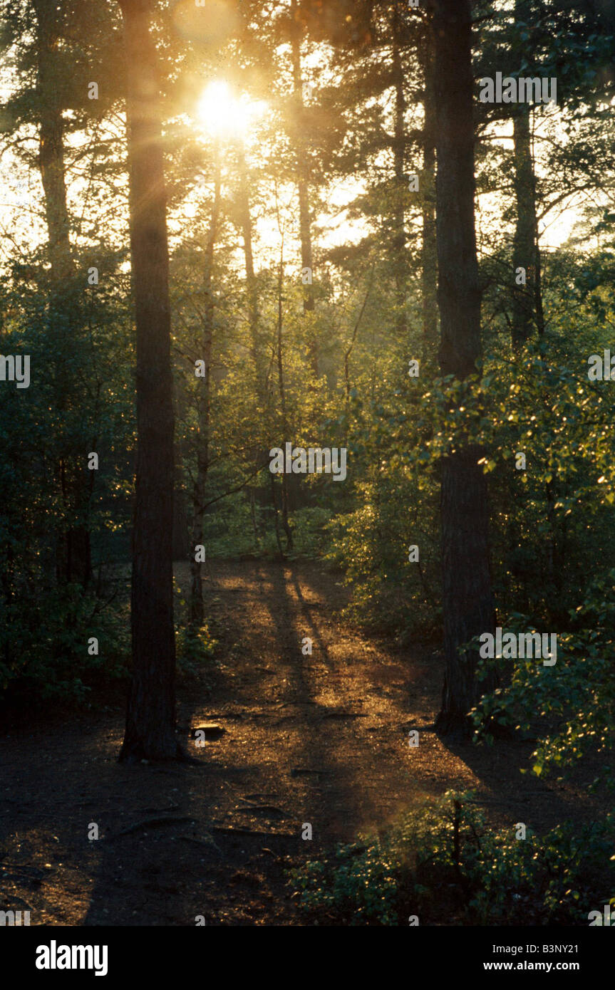 Country Scenes Mist through the trees Stock Photo - Alamy