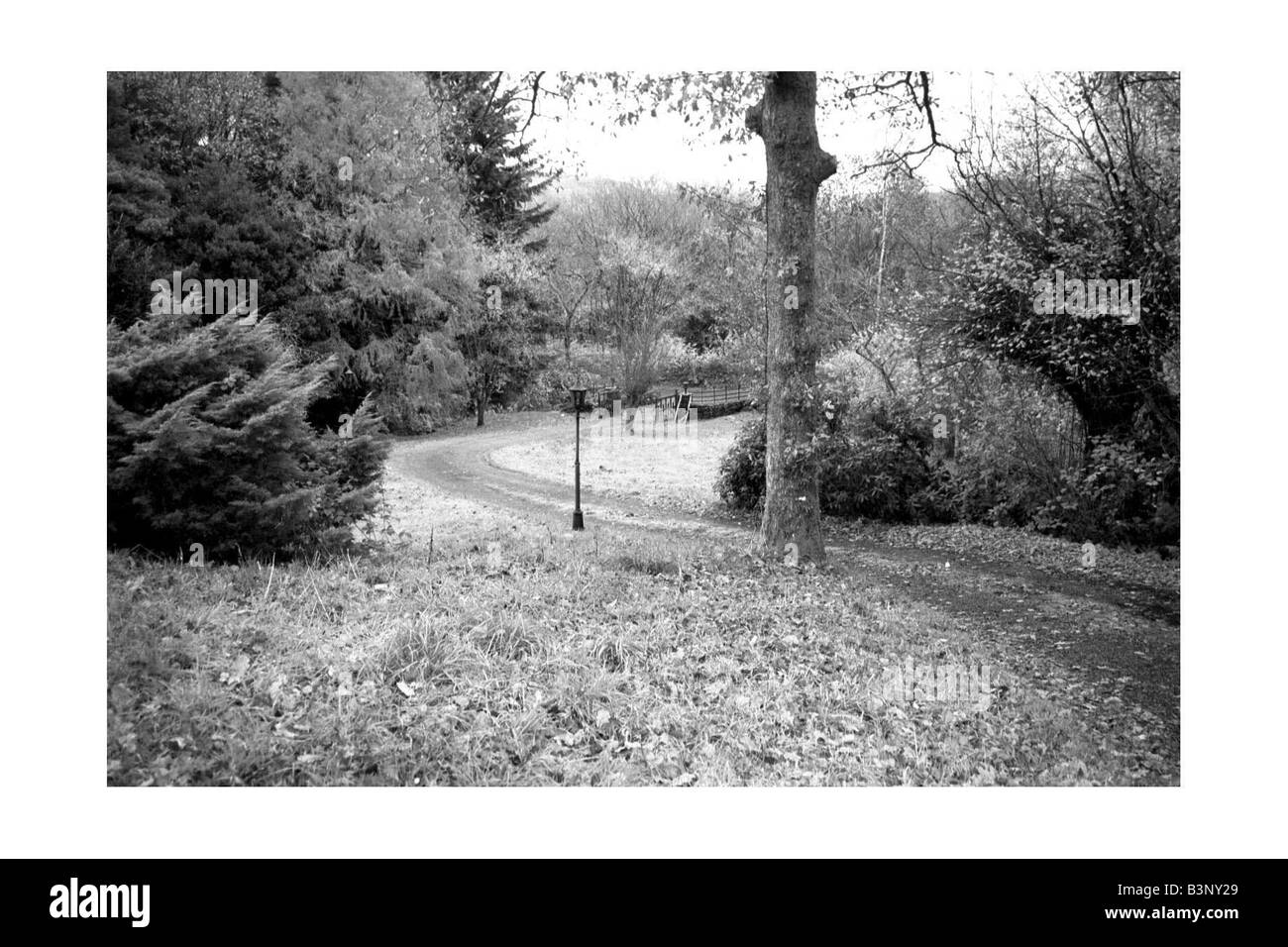 Bracken and woodland Cut Out Stock Images & Pictures - Alamy