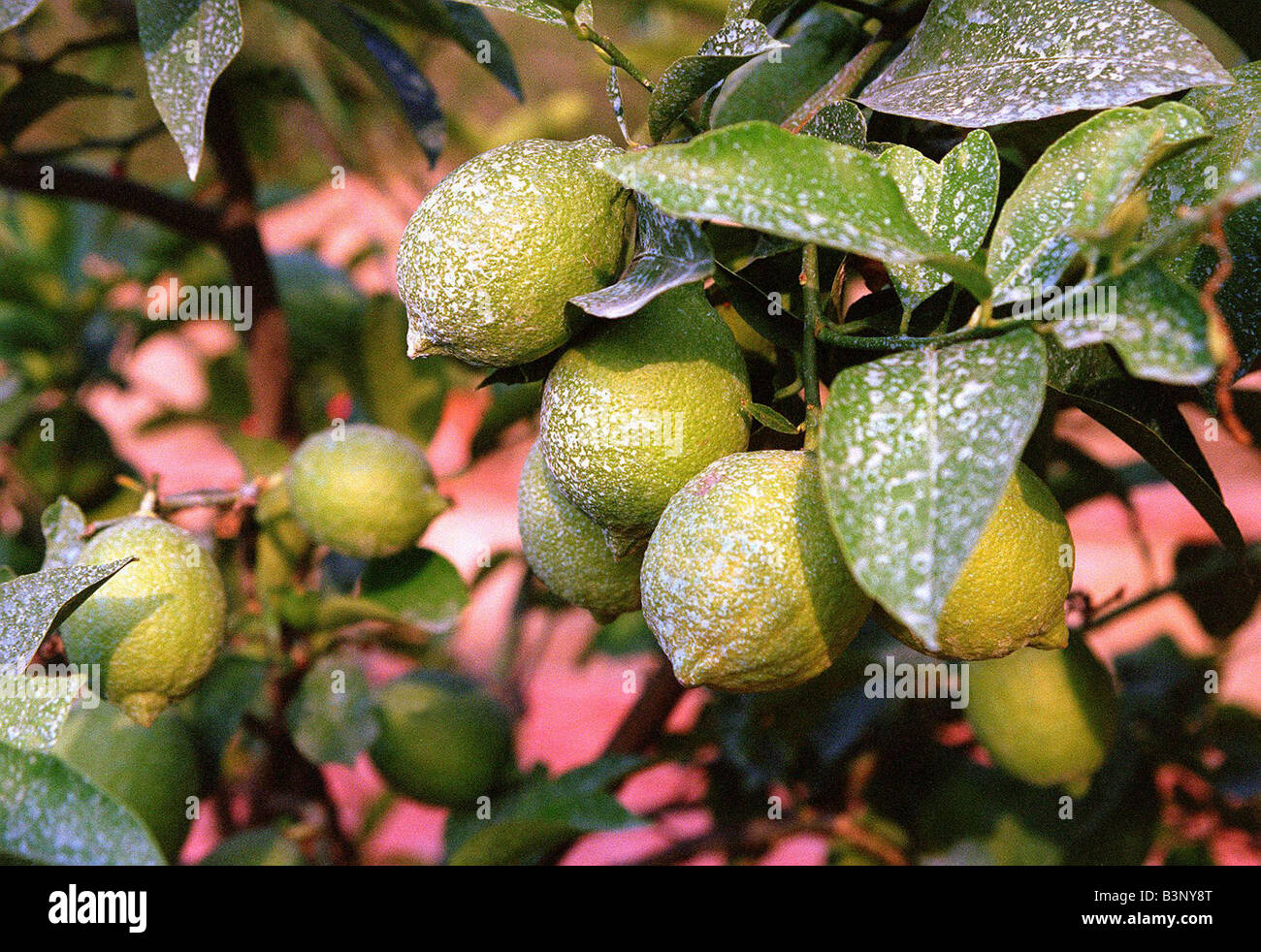 Lemon Tree Italy Food Fruit Lemons Stock Photo - Alamy