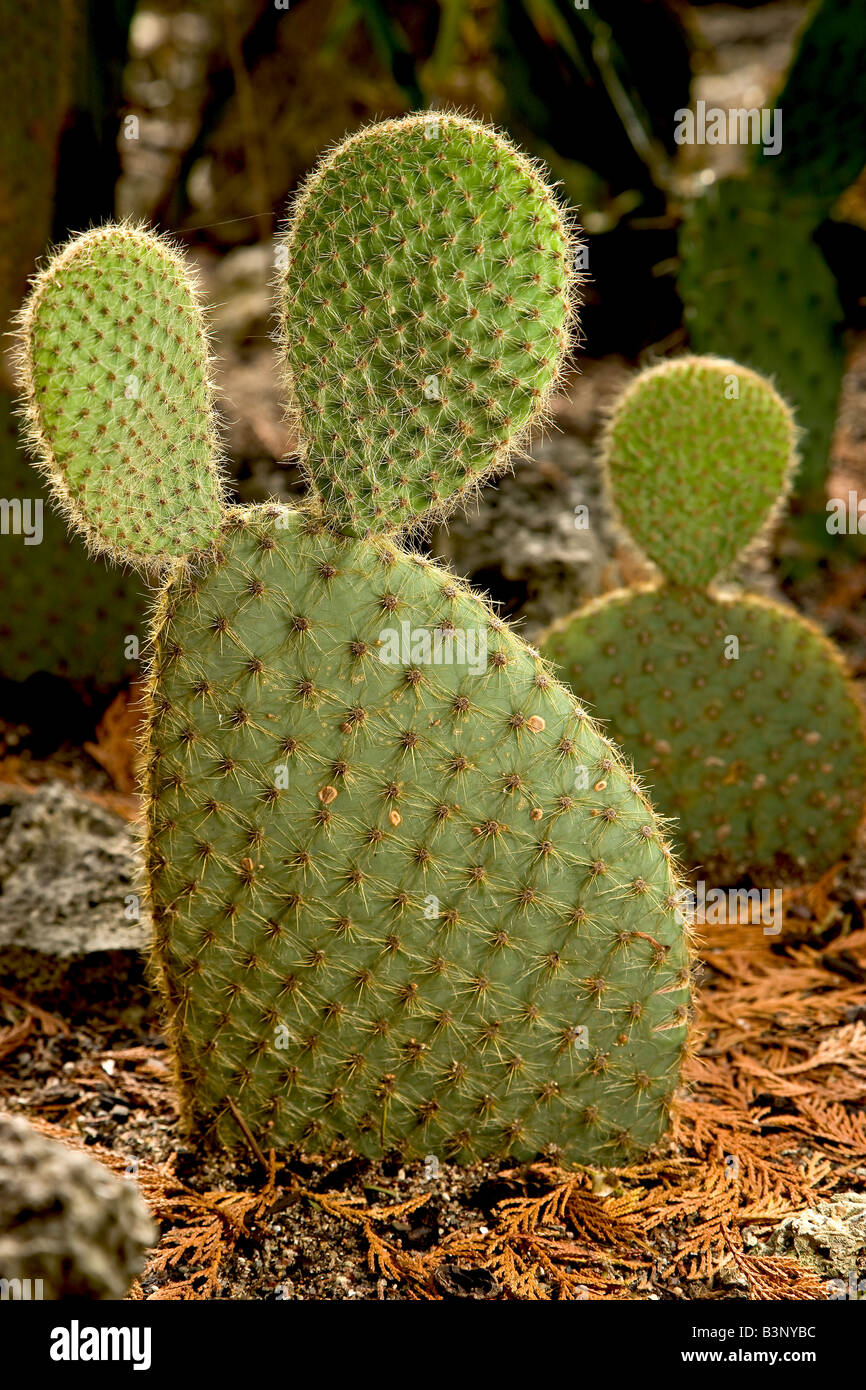 Eastern Prickly Pear cactus Stock Photo - Alamy