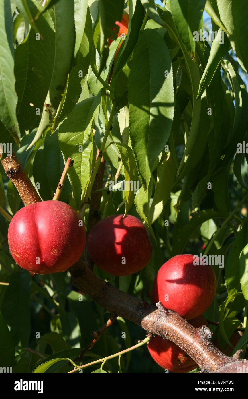 Michigan Peaches High Resolution Stock Photography and Images - Alamy