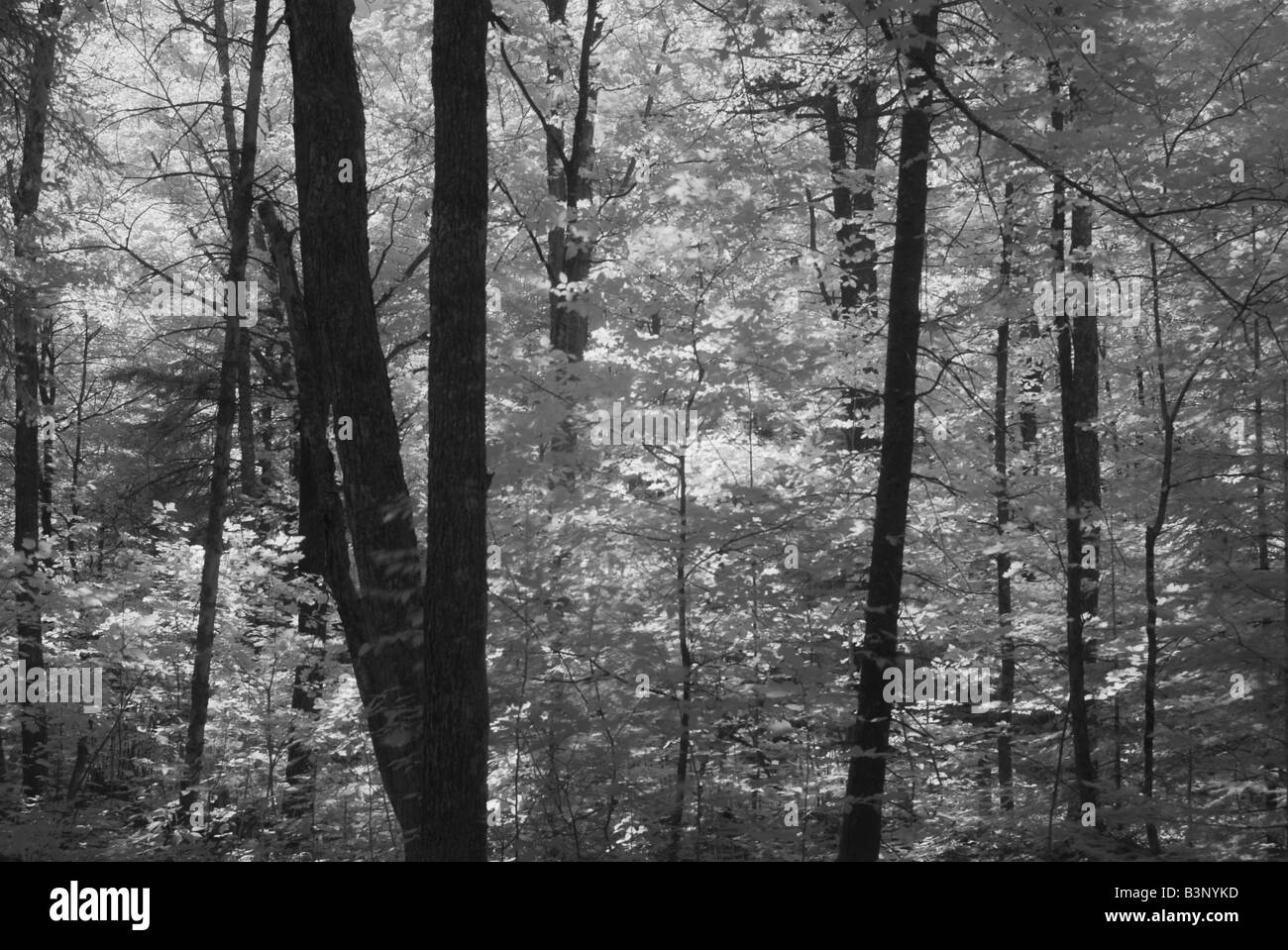 A infrared forest picture Stock Photo - Alamy