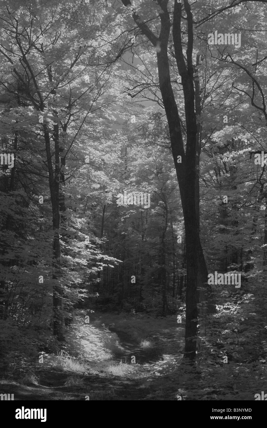 A infrared forest picture Stock Photo - Alamy