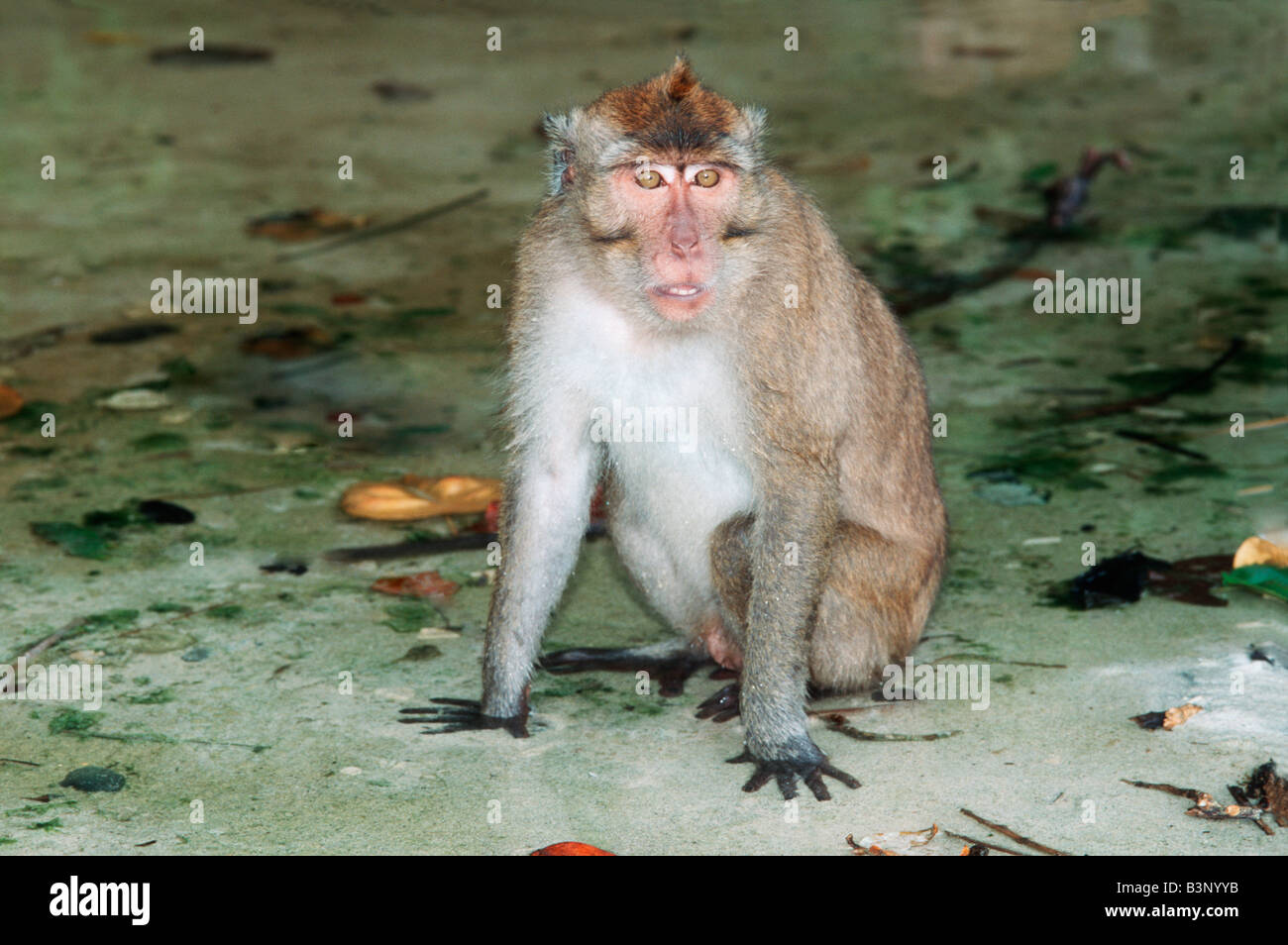 Crab eating macaque Macaca fascicularis Java Indonesia Stock Photo - Alamy