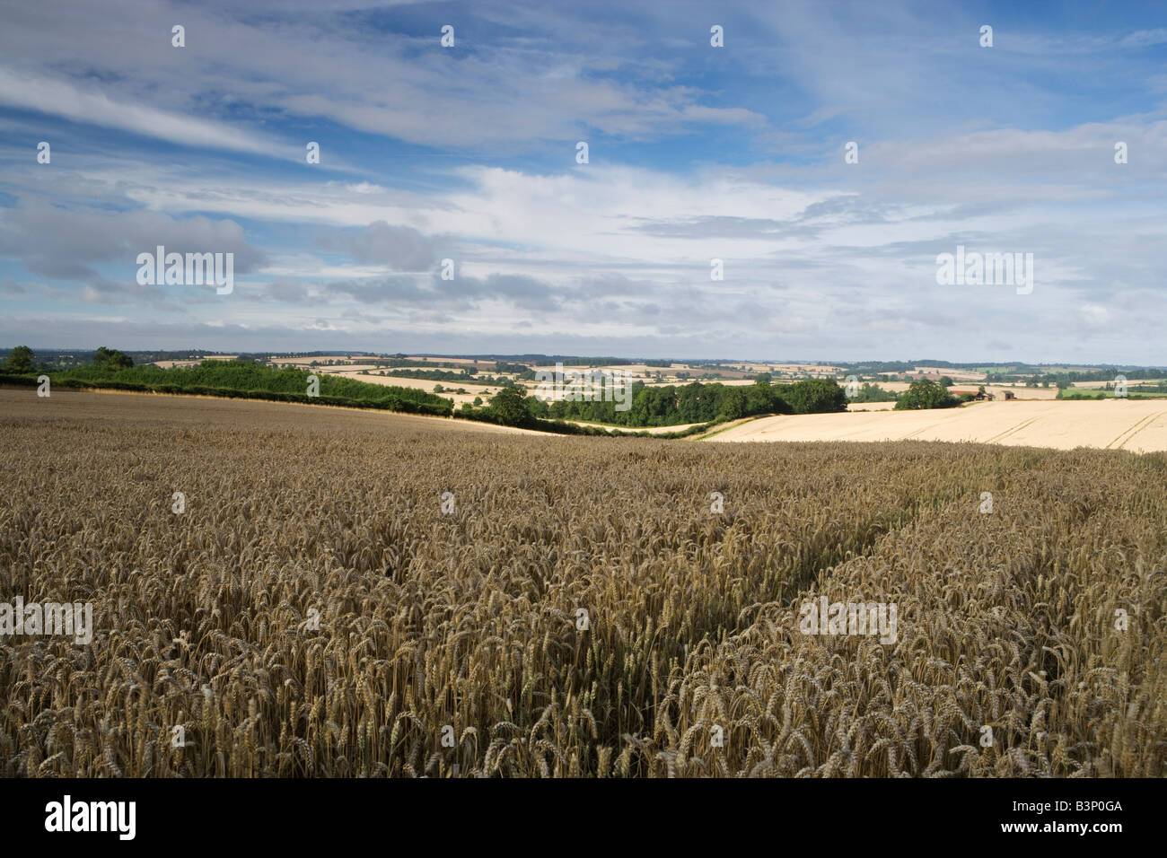 Wheat Field, Brixworth, Northampton, Northamptonshire, England, UK ...