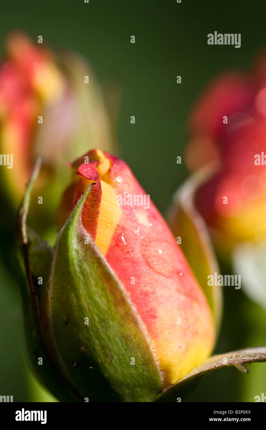 Budding flora hi-res stock photography and images - Alamy