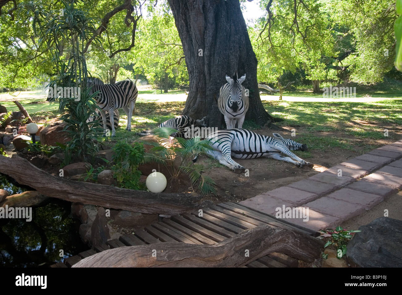 Tame Zebras laze around in the gardens of the Blyde River Canyon Lodge ...