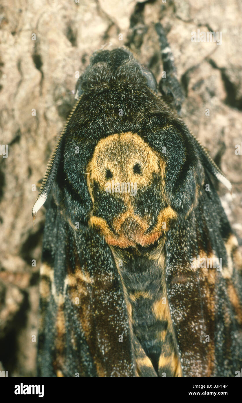 Deaths Head Hawk Moth Showing Skull Pattern on Thorax Stock Photo - Alamy