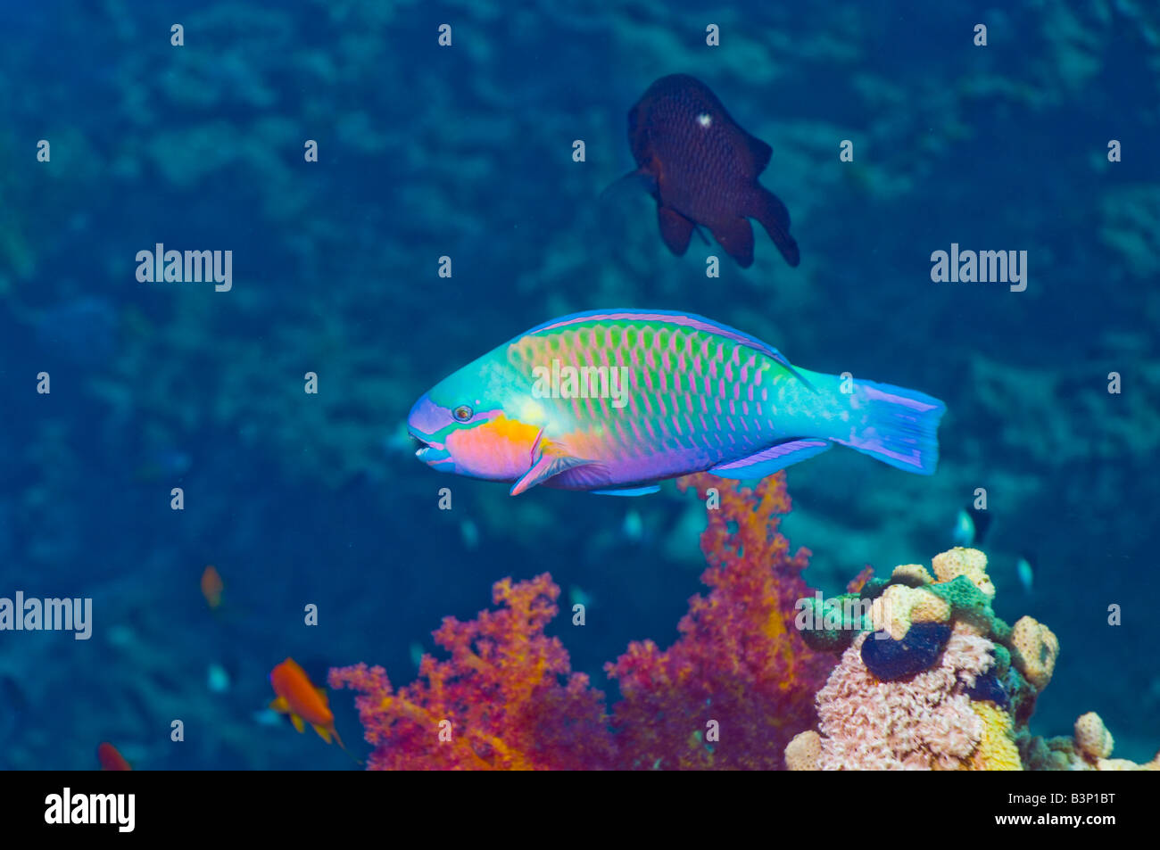 Chlorurus genazonatus hi-res stock photography and images - Alamy