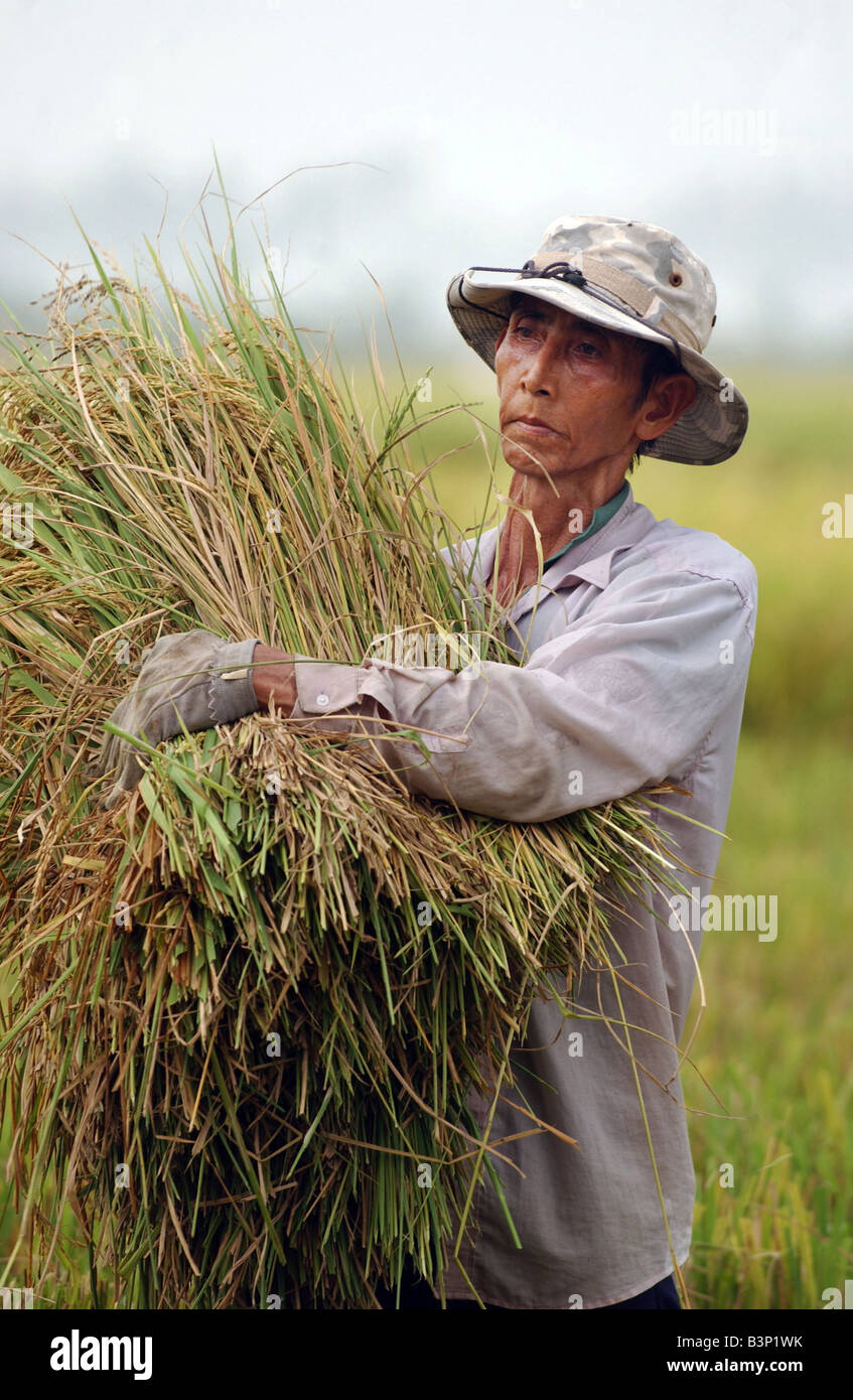 Rice harvesting in South Vietnam Stock Photo - Alamy