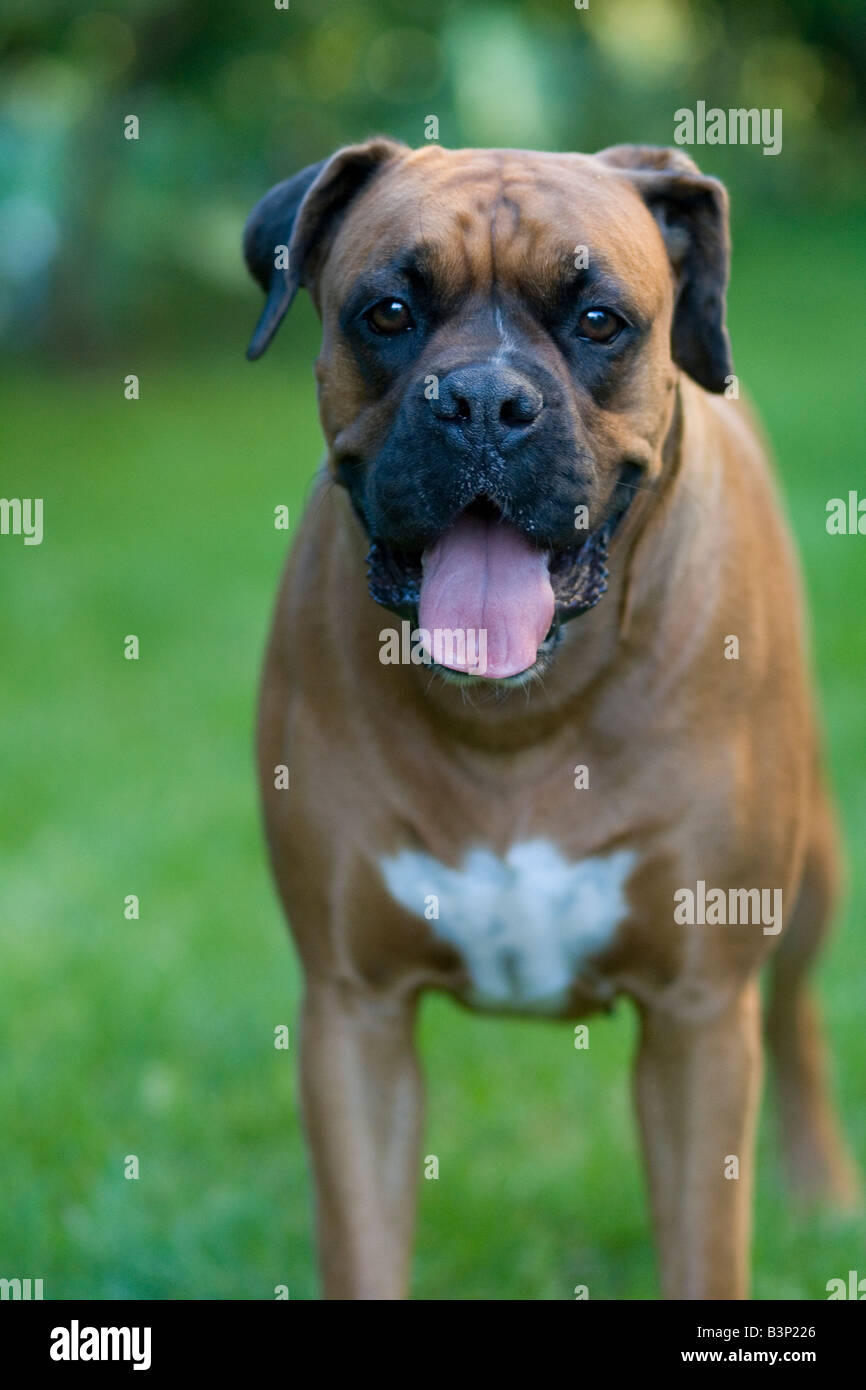 Portrait of female Boxer dog standing on the grass in the backyard ...