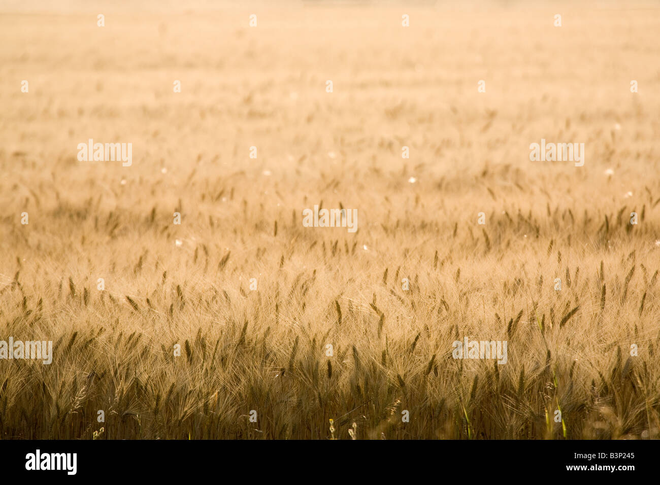 golden wheat field with warm sunlight shallow deep of field Stock Photo ...