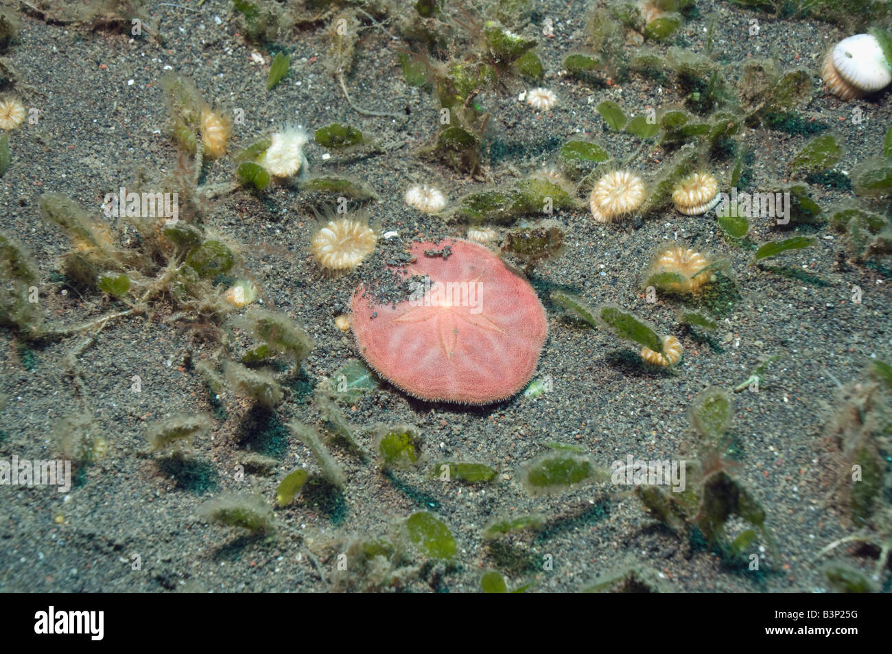 Heterocyathus hi-res stock photography and images - Alamy