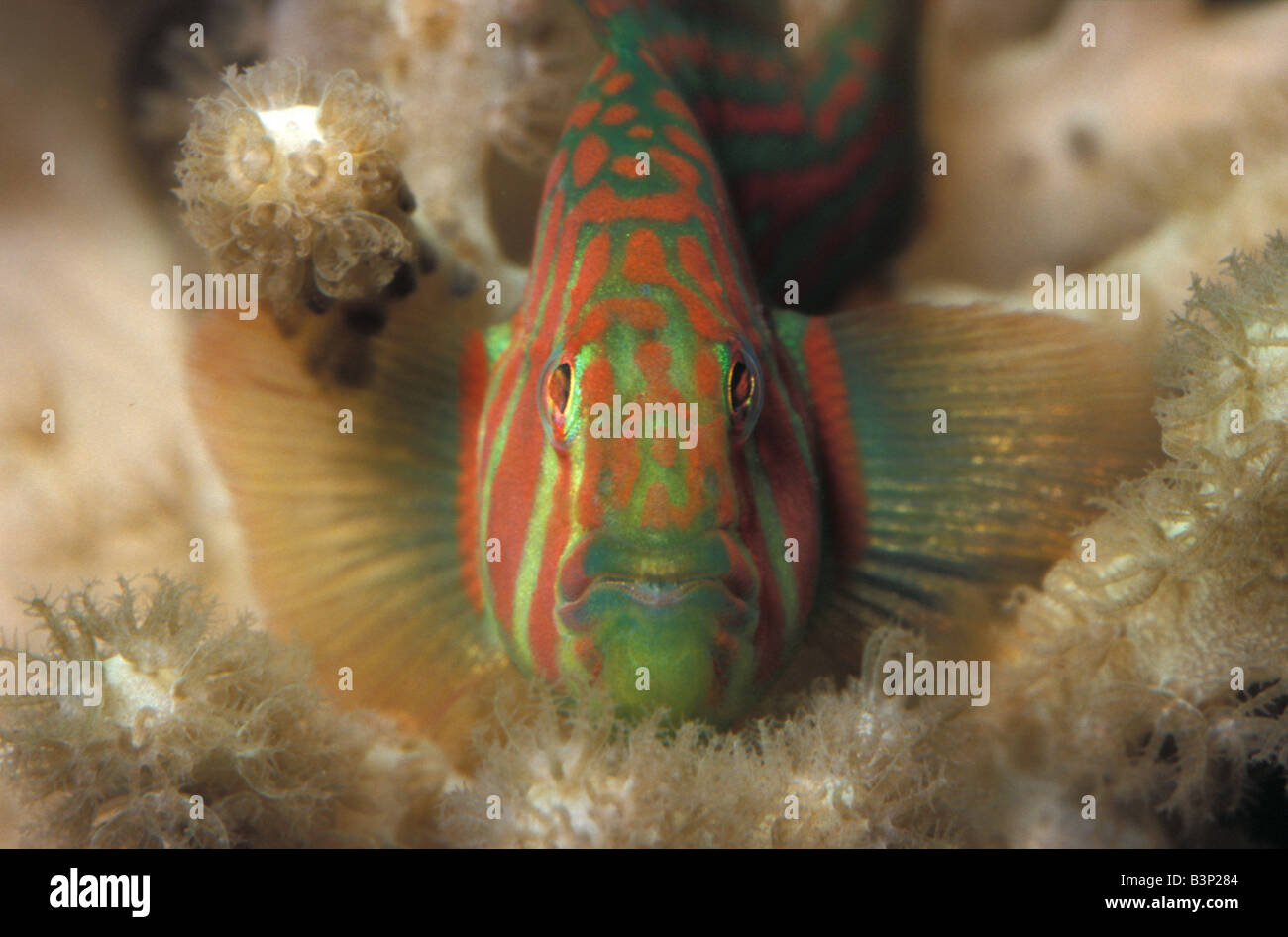 Broad barred goby gobiodon histrio hi-res stock photography and images ...