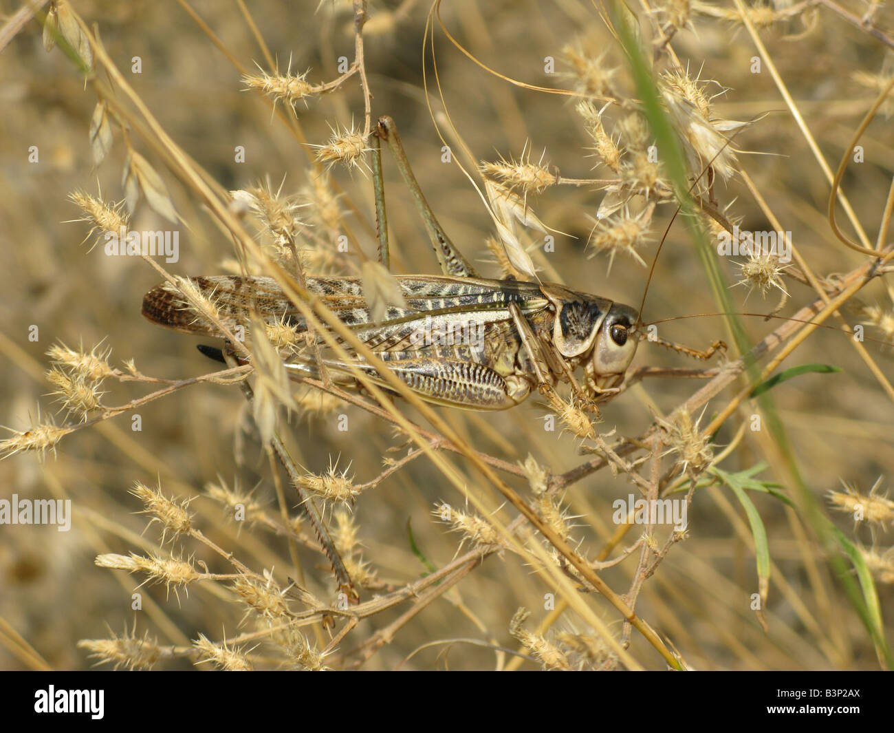 Insect armour hi-res stock photography and images - Alamy