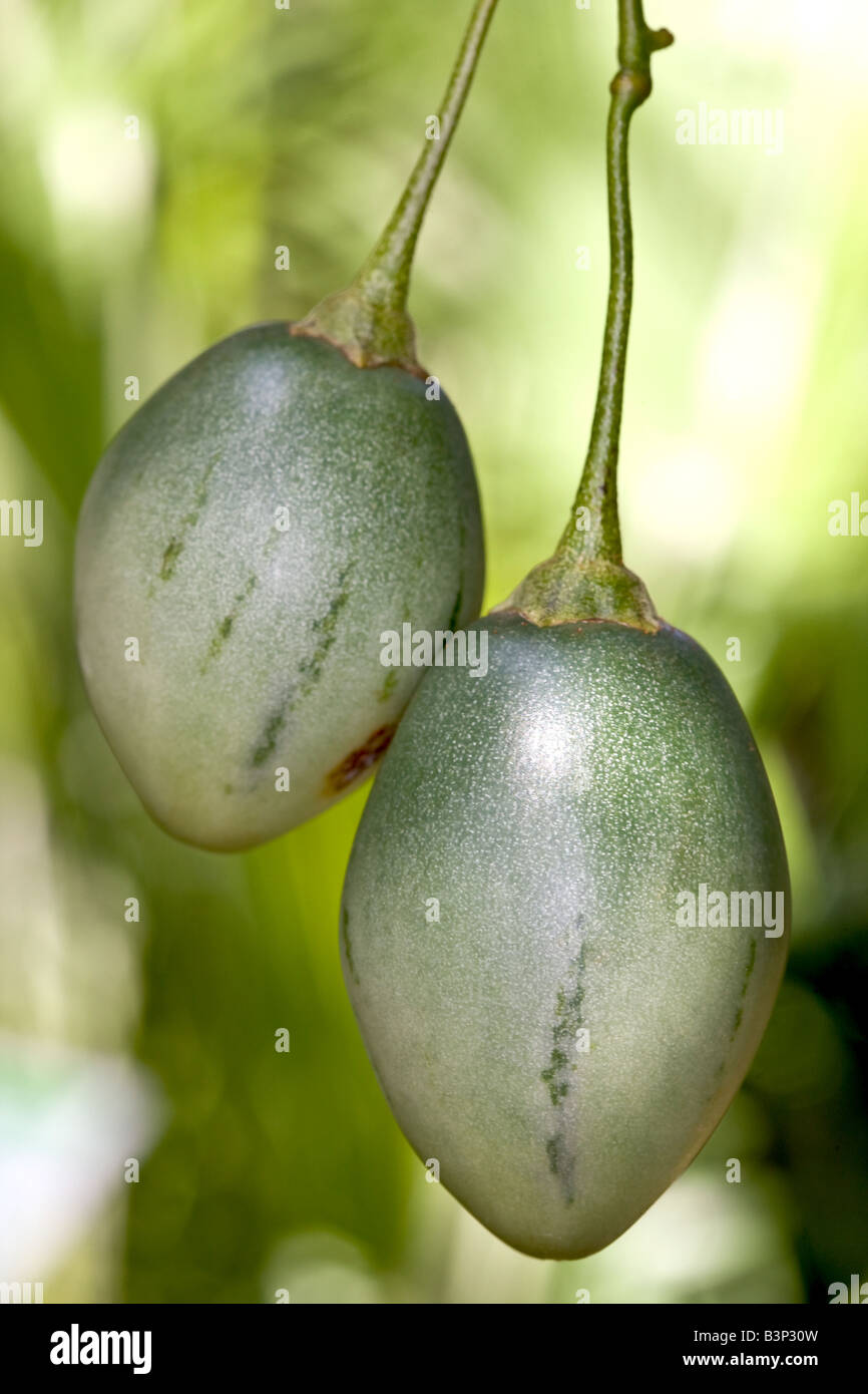 Tamarillo tree tomato plant hi-res stock photography and images - Alamy