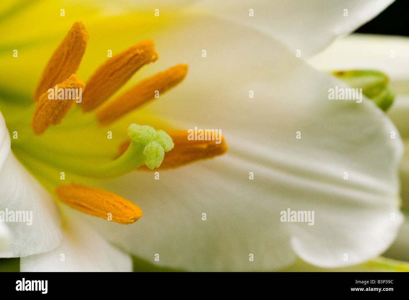 Stamens and Carpel of Lily Stock Photo - Alamy