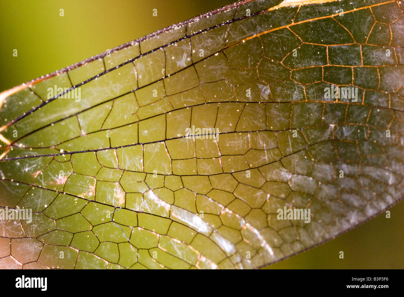 Dragonfly wing hi-res stock photography and images - Alamy