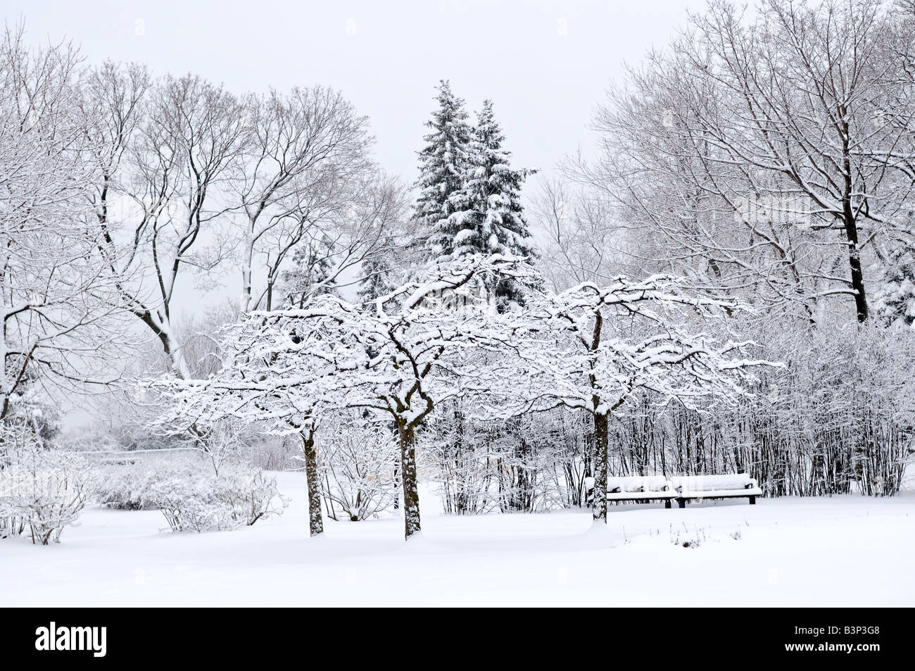 Winter park landscape with snow covered trees Stock Photo - Alamy