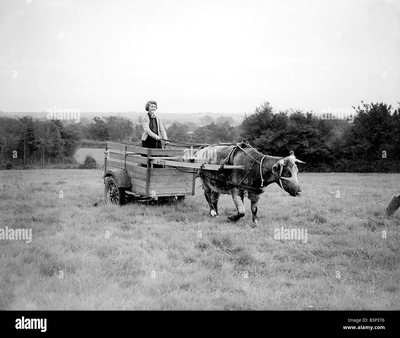 A member of Land Army driving a oxen cart Women fulfilling Mens work ...
