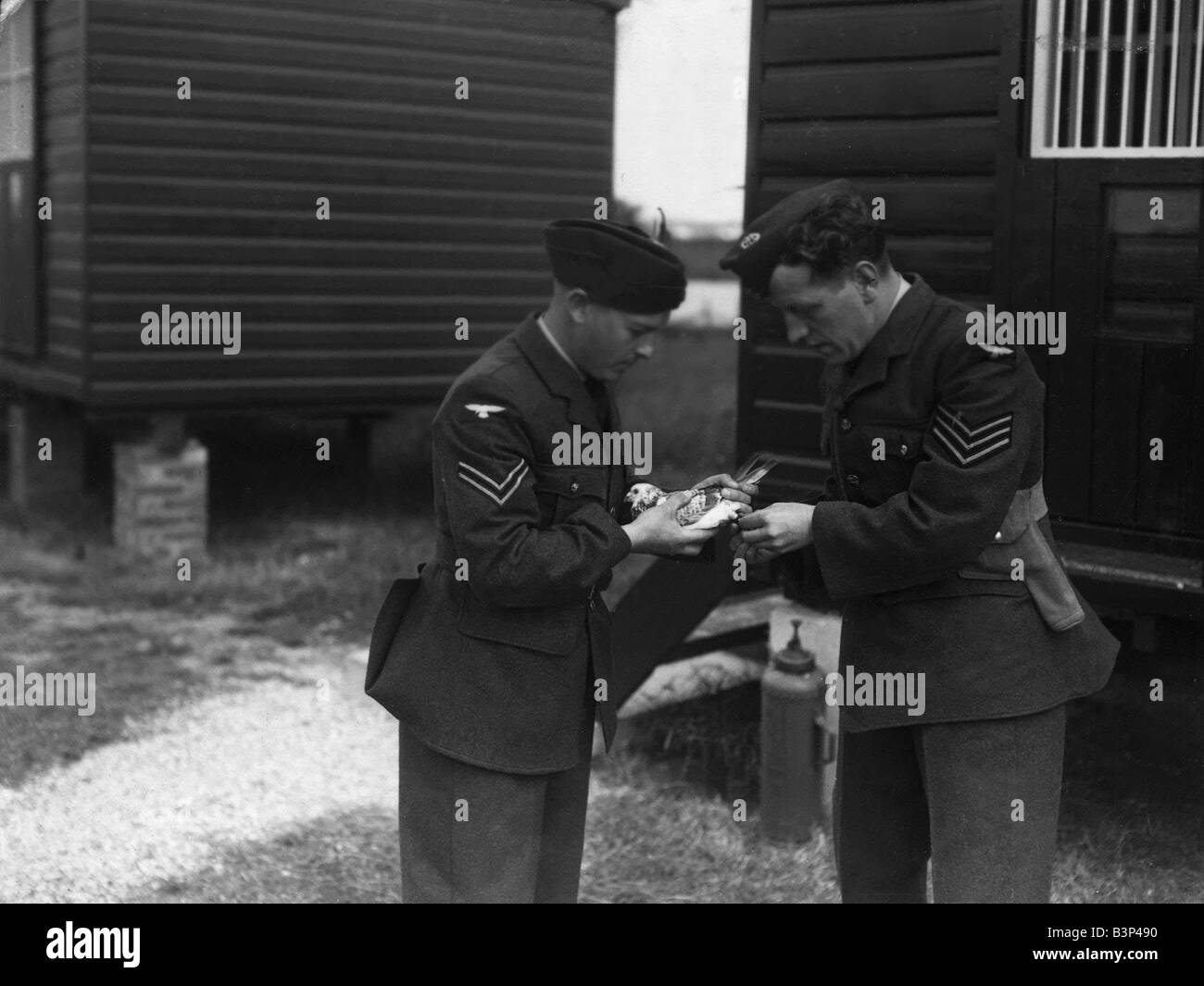 War birds hi-res stock photography and images - Alamy