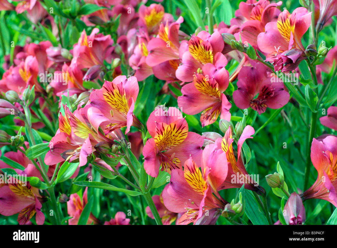 Coronet cut hi-res stock photography and images - Alamy