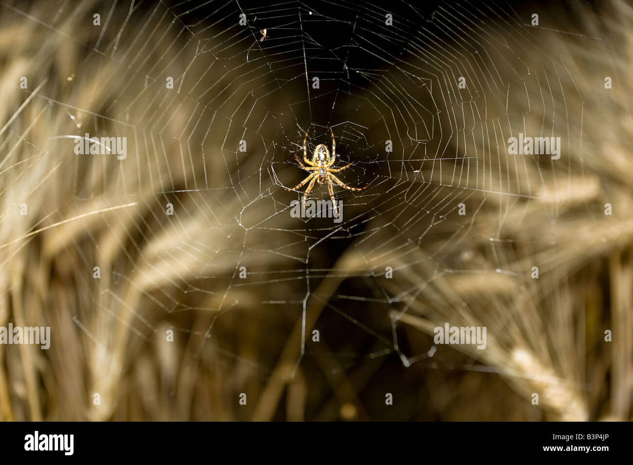 Field spider web hi-res stock photography and images - Alamy