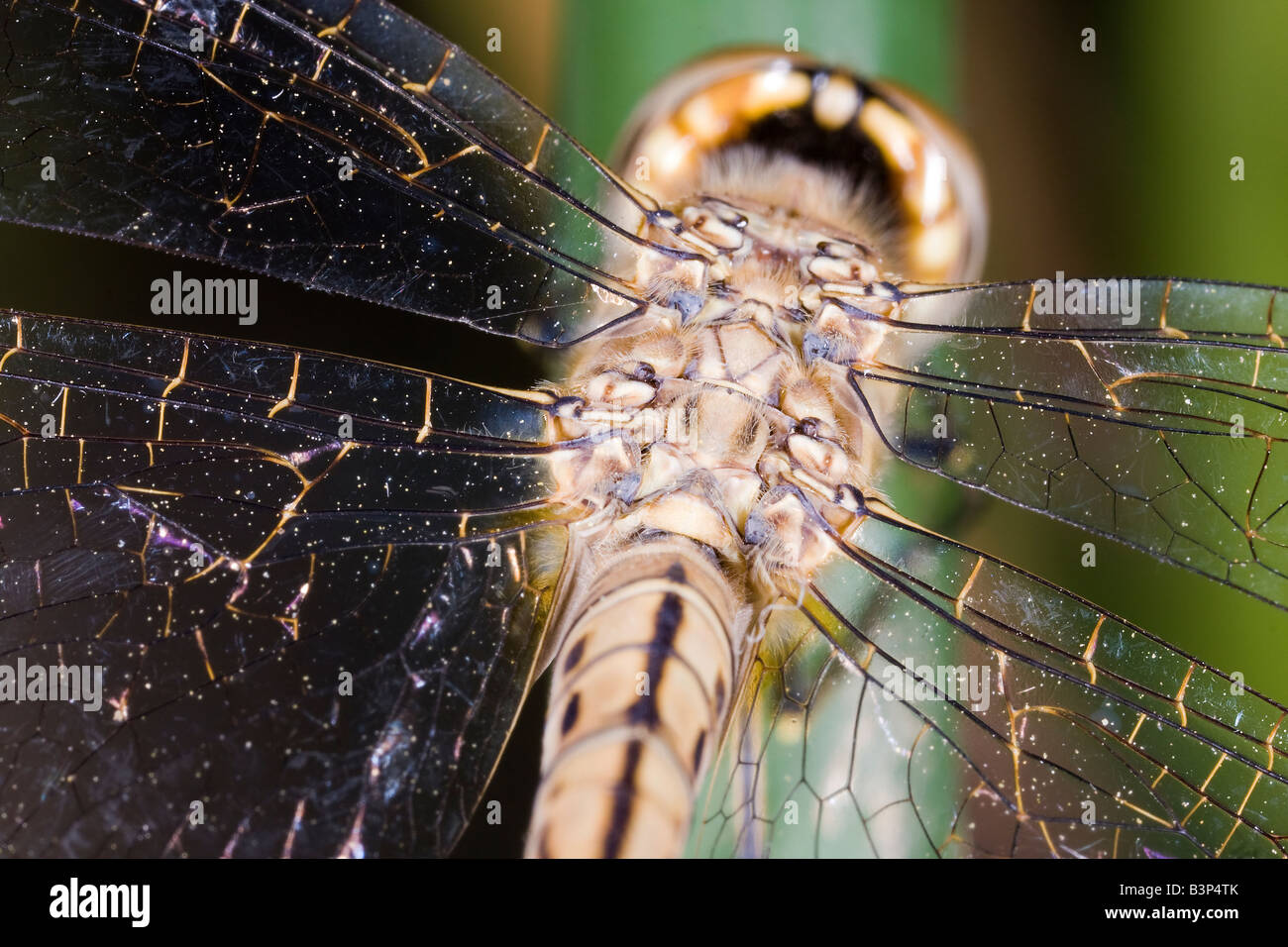 Back insect hi-res stock photography and images - Alamy