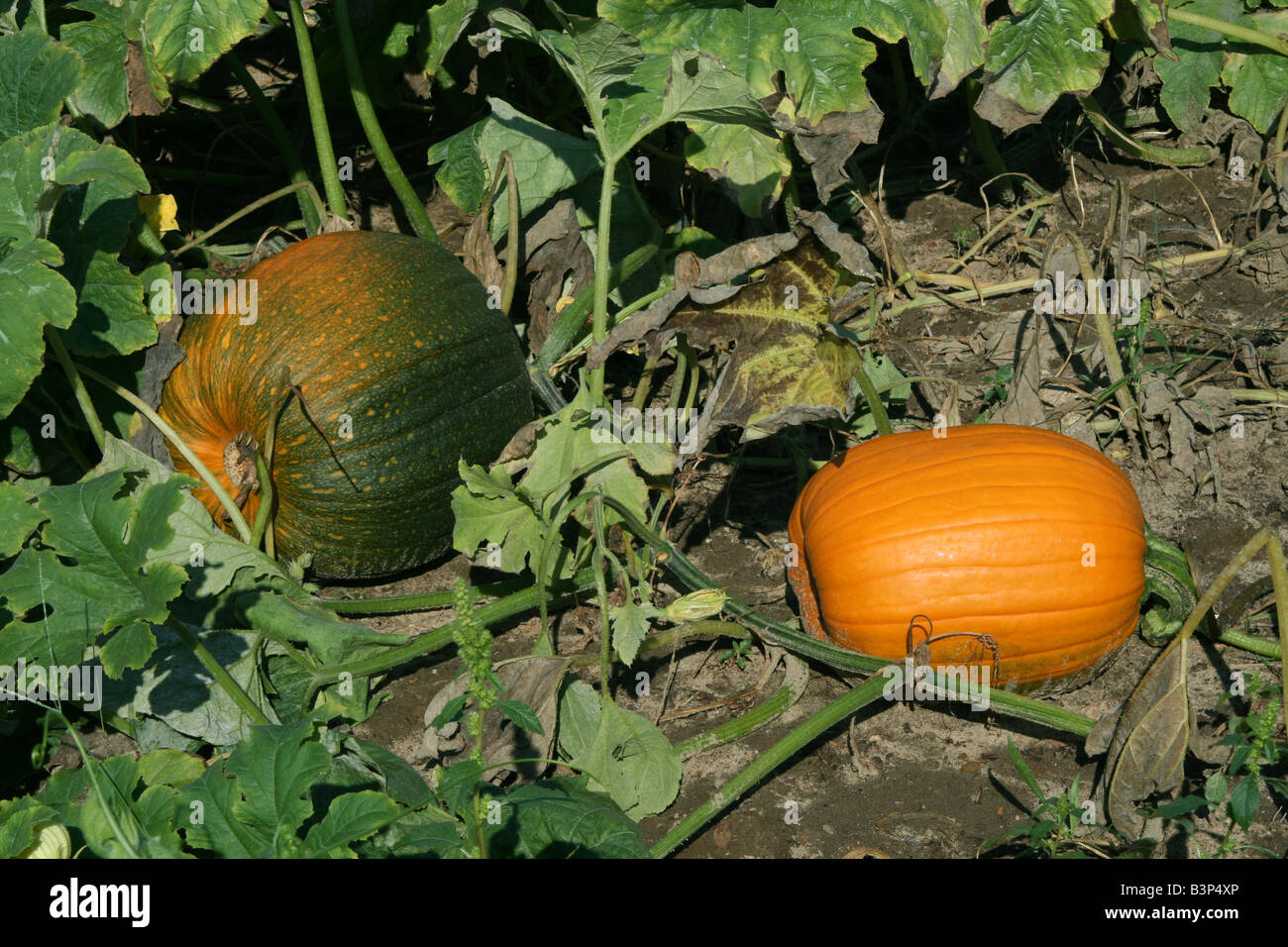 Pile mixed gourds hi-res stock photography and images - Alamy