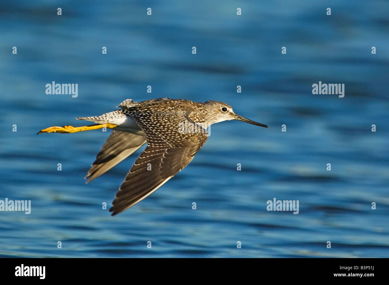 Greater yellowlegs in flight during autumn migration Stock Photo - Alamy
