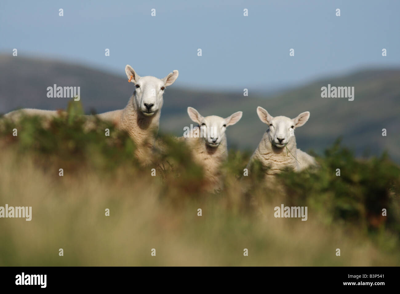 Cheviot Ewe Stock Photos & Cheviot Ewe Stock Images - Alamy