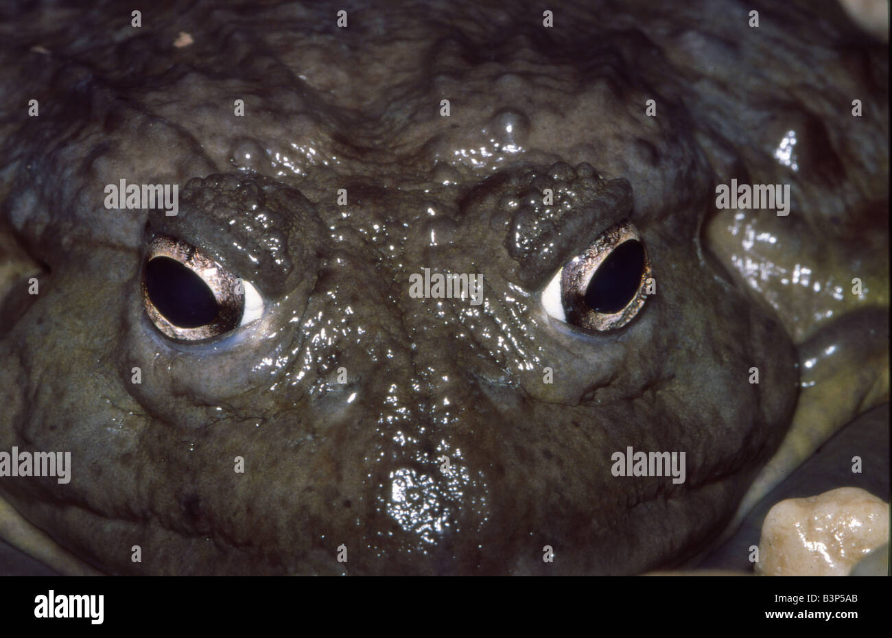 African bullfrog hop hi-res stock photography and images - Alamy