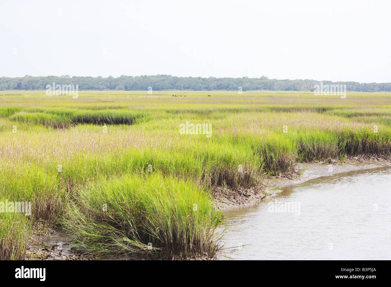Salt Marsh on Cumberland Island, Georguia USA Stock Photo - Alamy