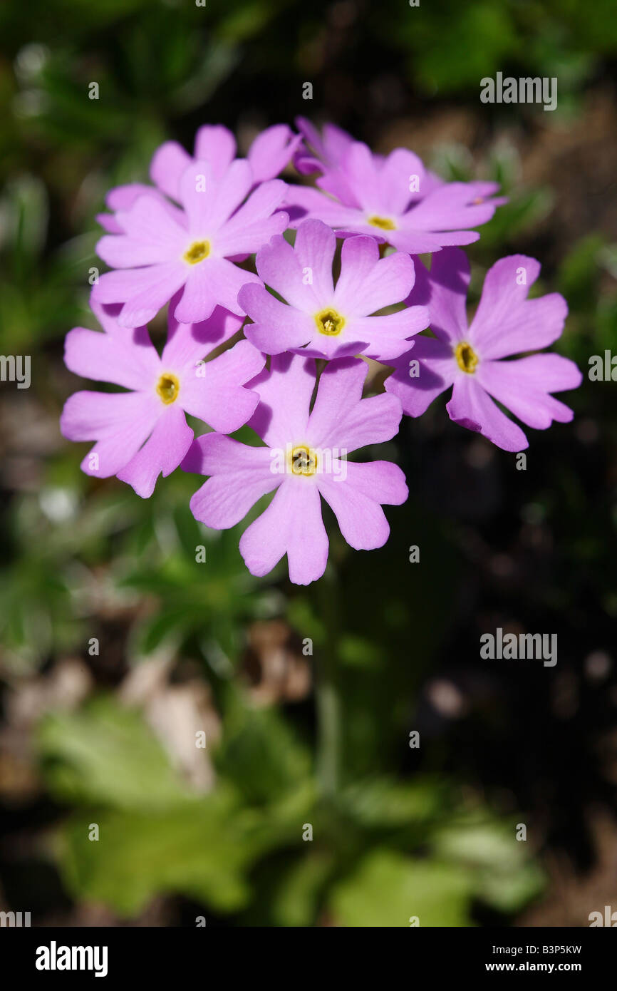 bird's-eye primrose / Primula farinosa Stock Photo - Alamy