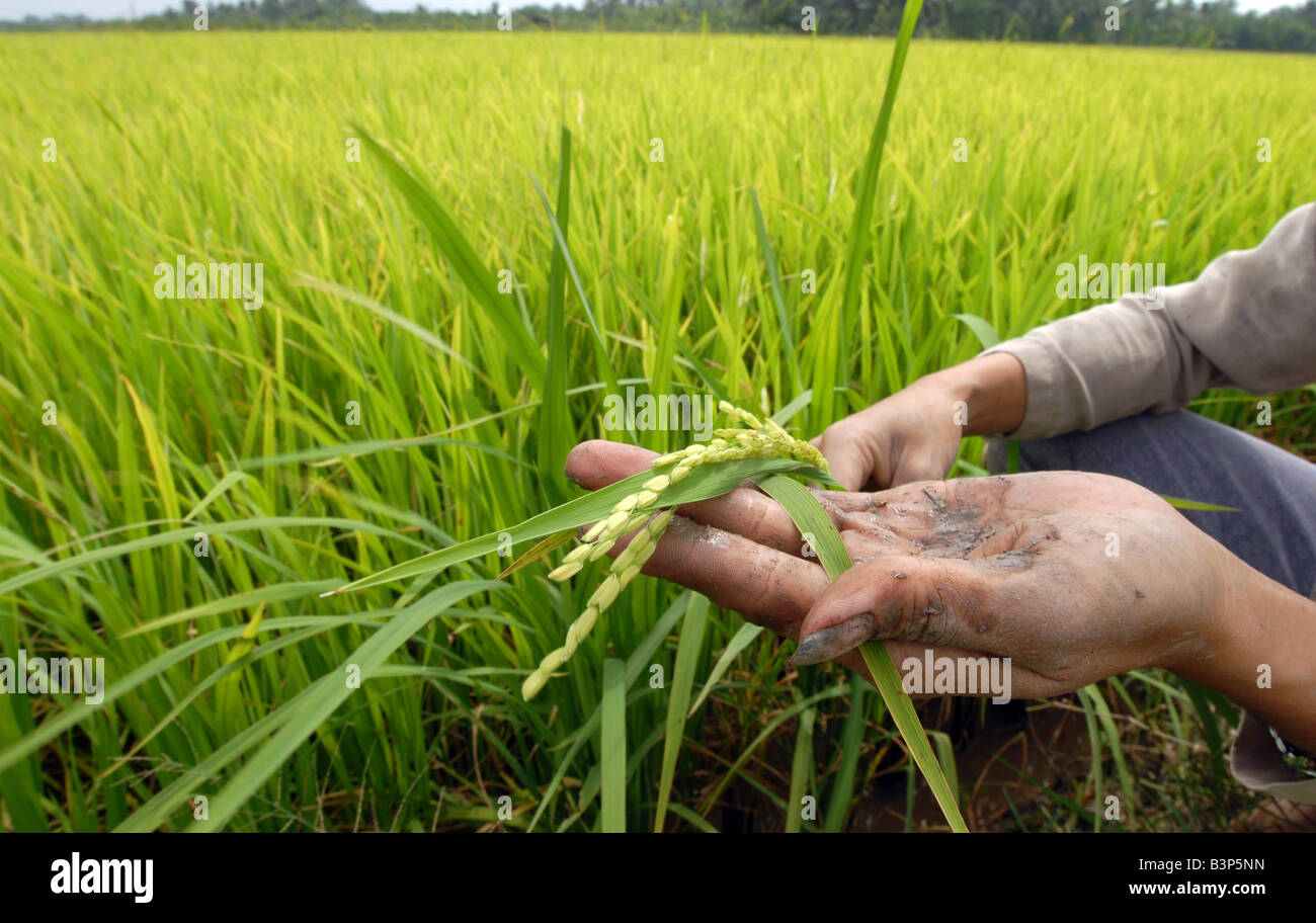Rice growing in paddy fields in Vietnam Stock Photo - Alamy