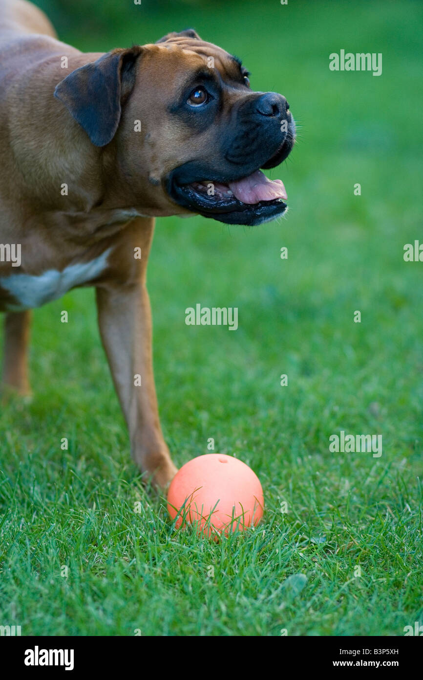 Portrait of female Boxer with ball open mouth looking up standing in ...