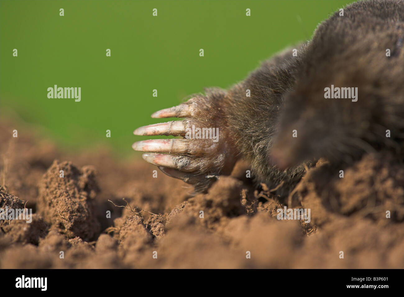 European Mole Talpa europaea on top of molehill (claws in focus) at ...