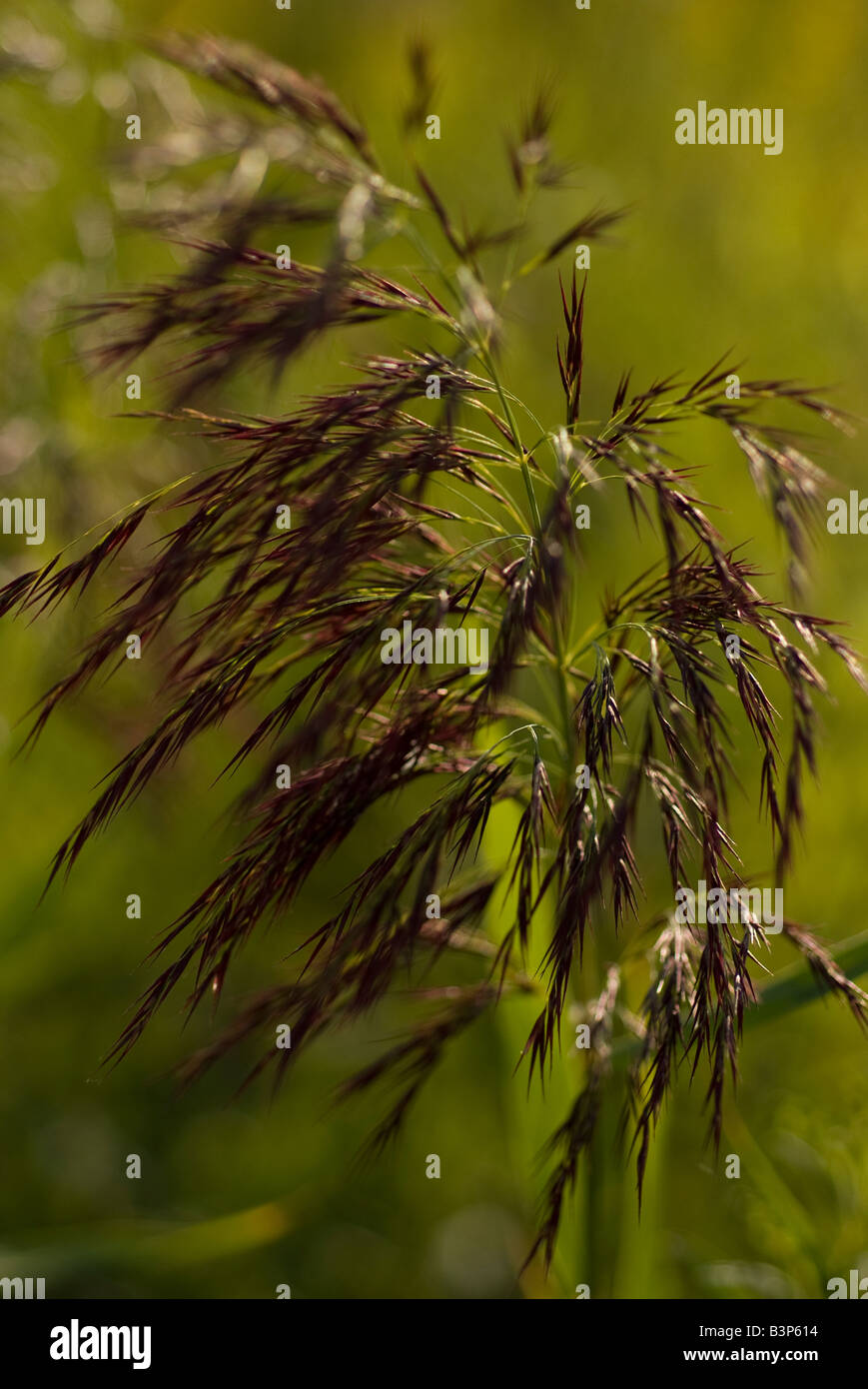 Reed down hi-res stock photography and images - Alamy