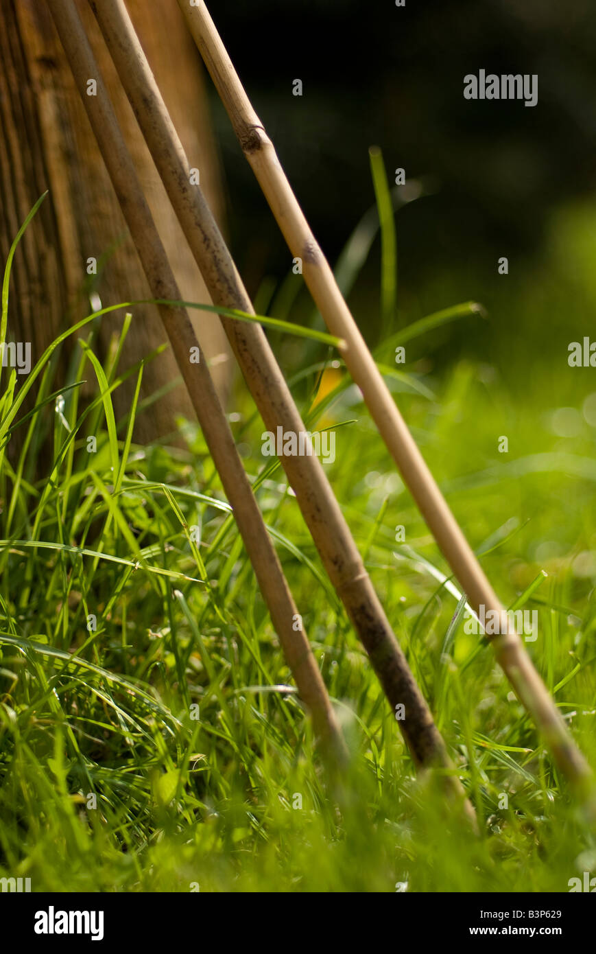Bamboo plant support hi-res stock photography and images - Alamy